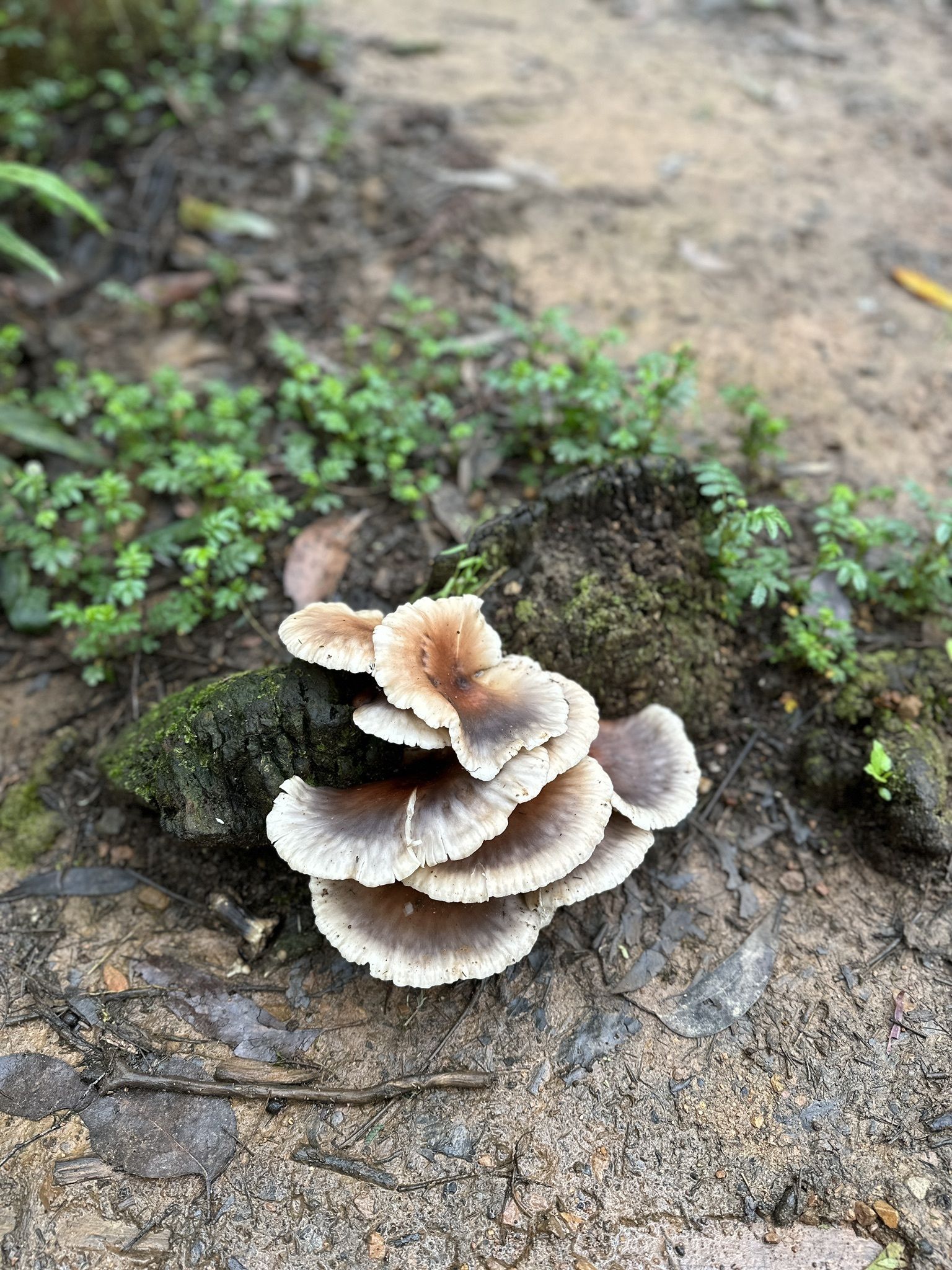 Mason Falls & the Sugarloaf Circuit: A Stunning Hike – Trail Navigator Blog