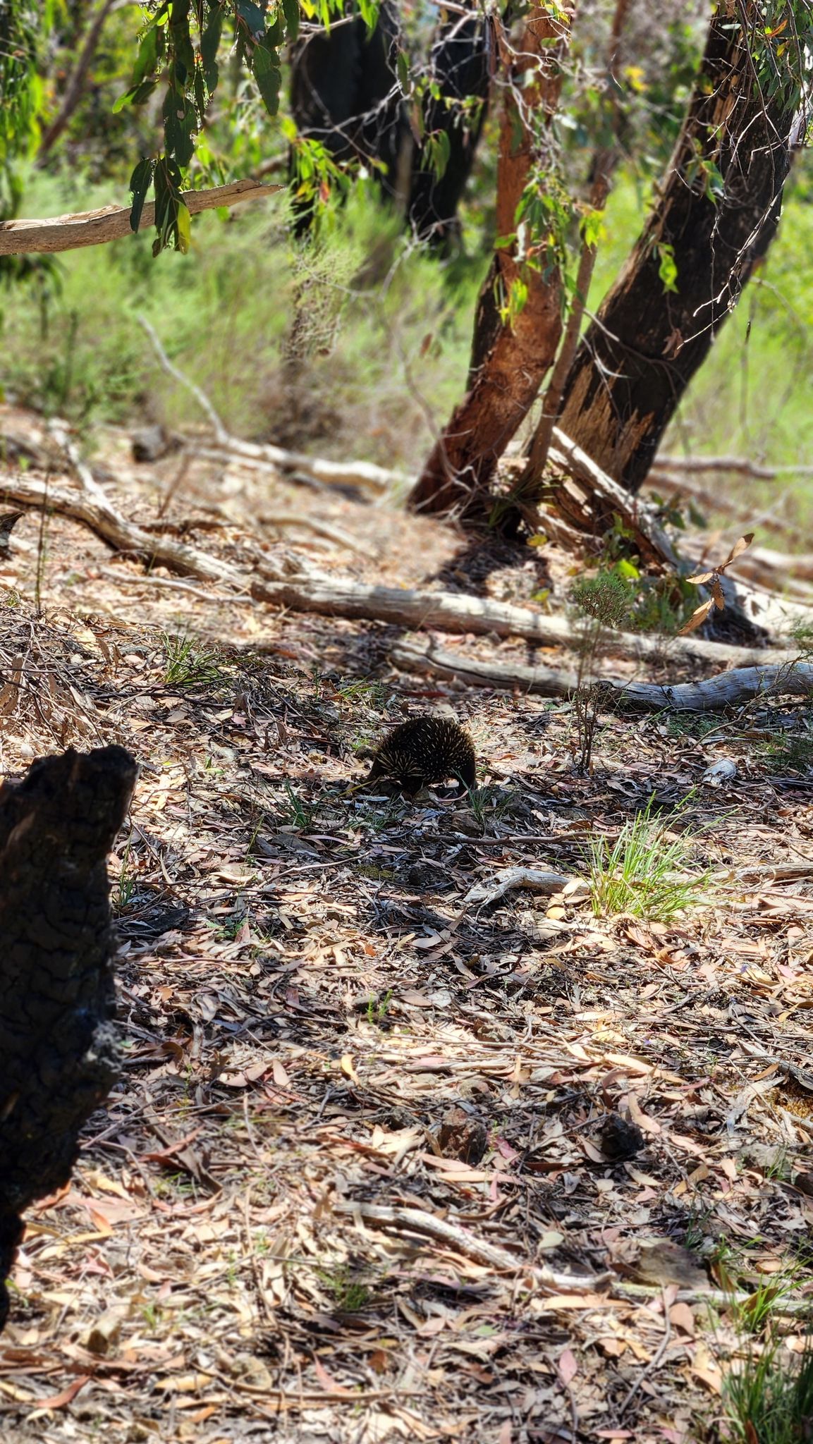 Mason Falls & the Sugarloaf Circuit: A Stunning Hike – Trail Navigator Blog