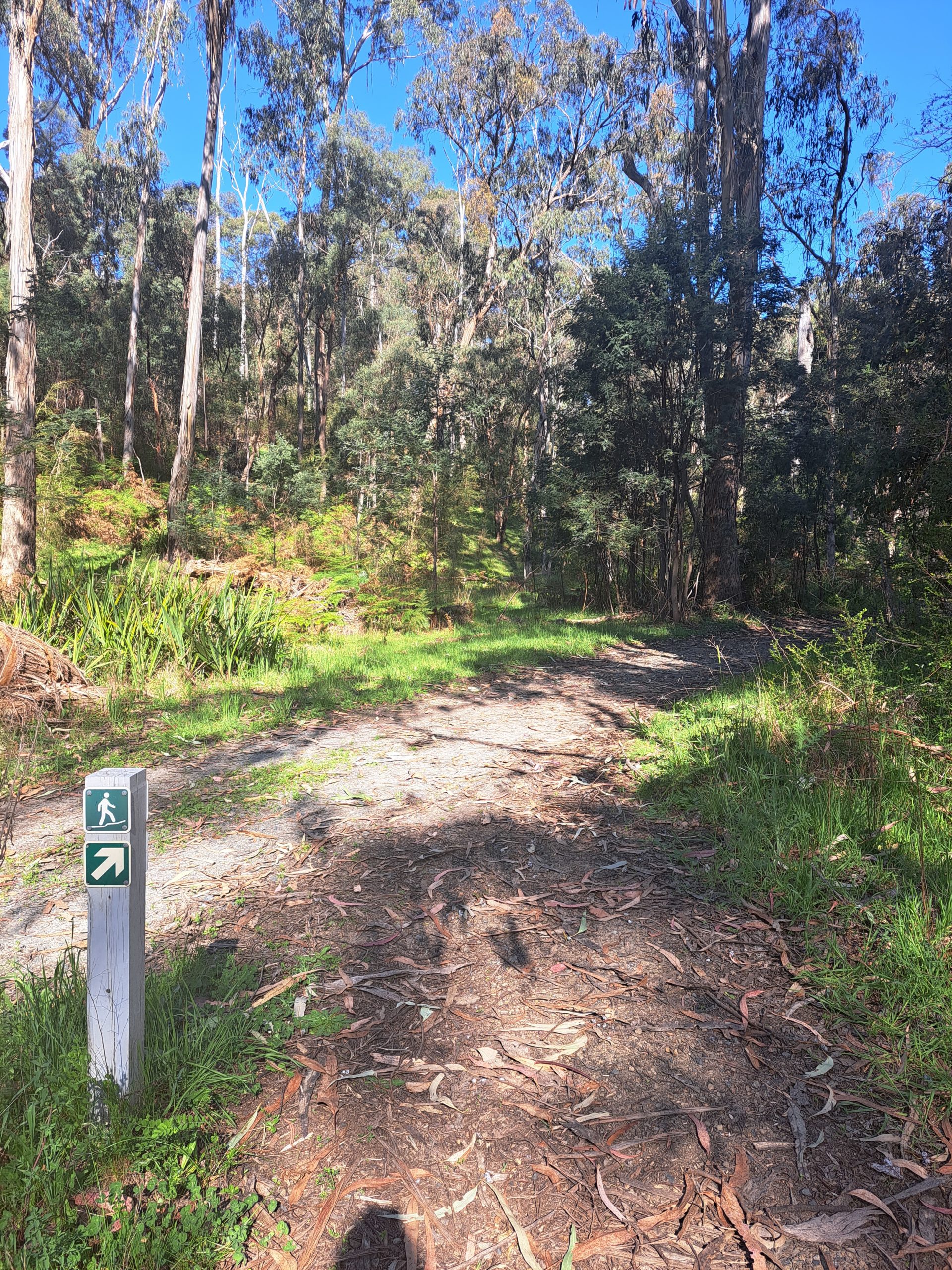 A Day Walk Along Cicada Walking Track on Rubicon River in Thornton ...