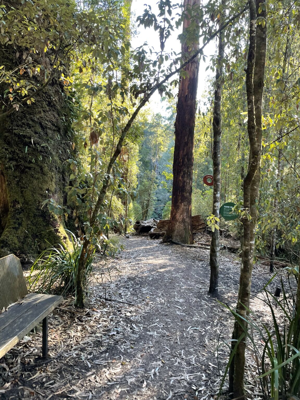 Maits Rest Rainforest Walk – Trail Navigator Blog
