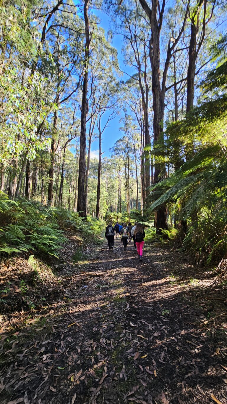 A Spectacular Scenic Hike – Olinda, Victoria – Trail Navigator Blog