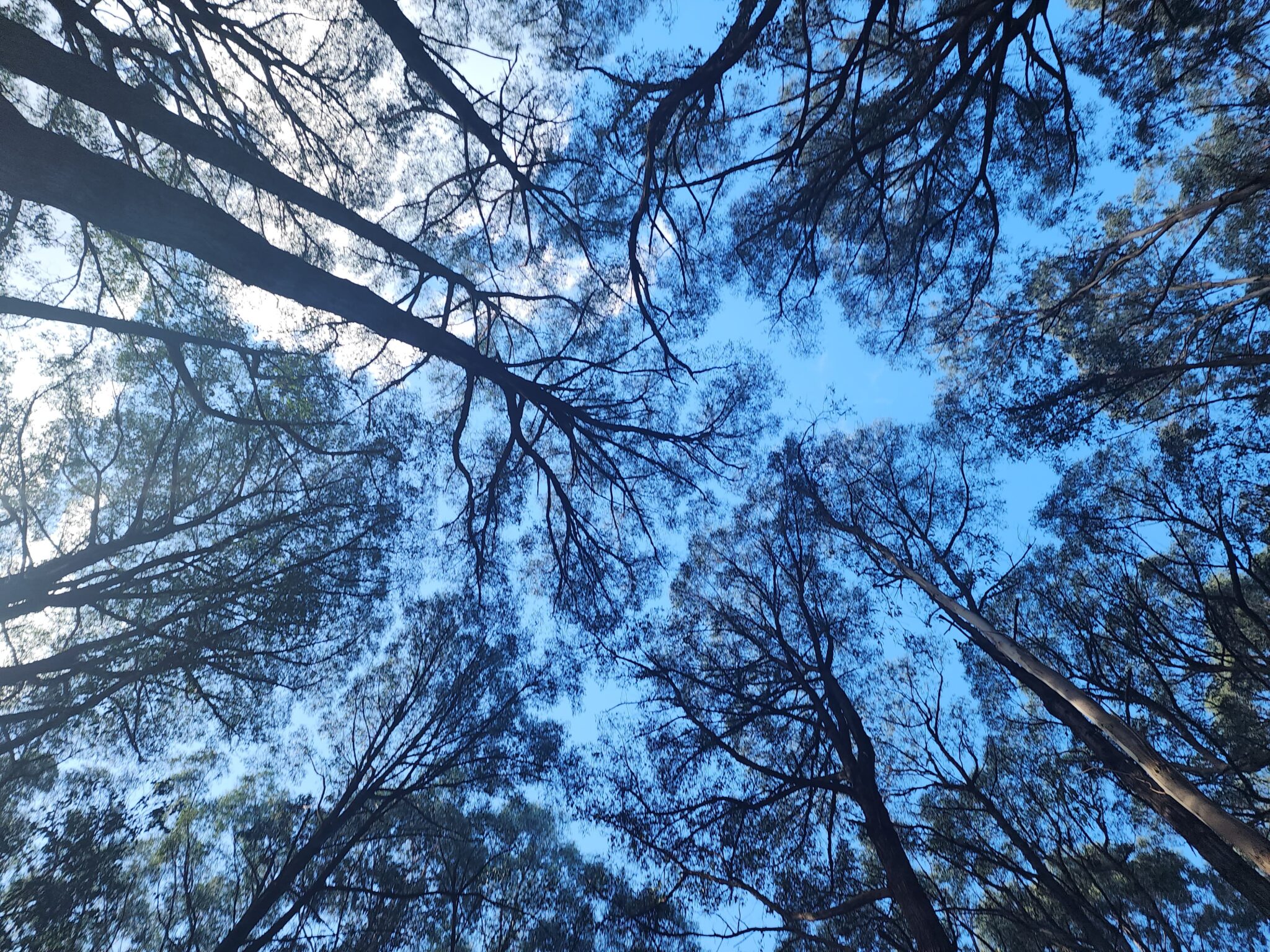 A Spectacular Scenic Hike – Olinda, Victoria – Trail Navigator Blog